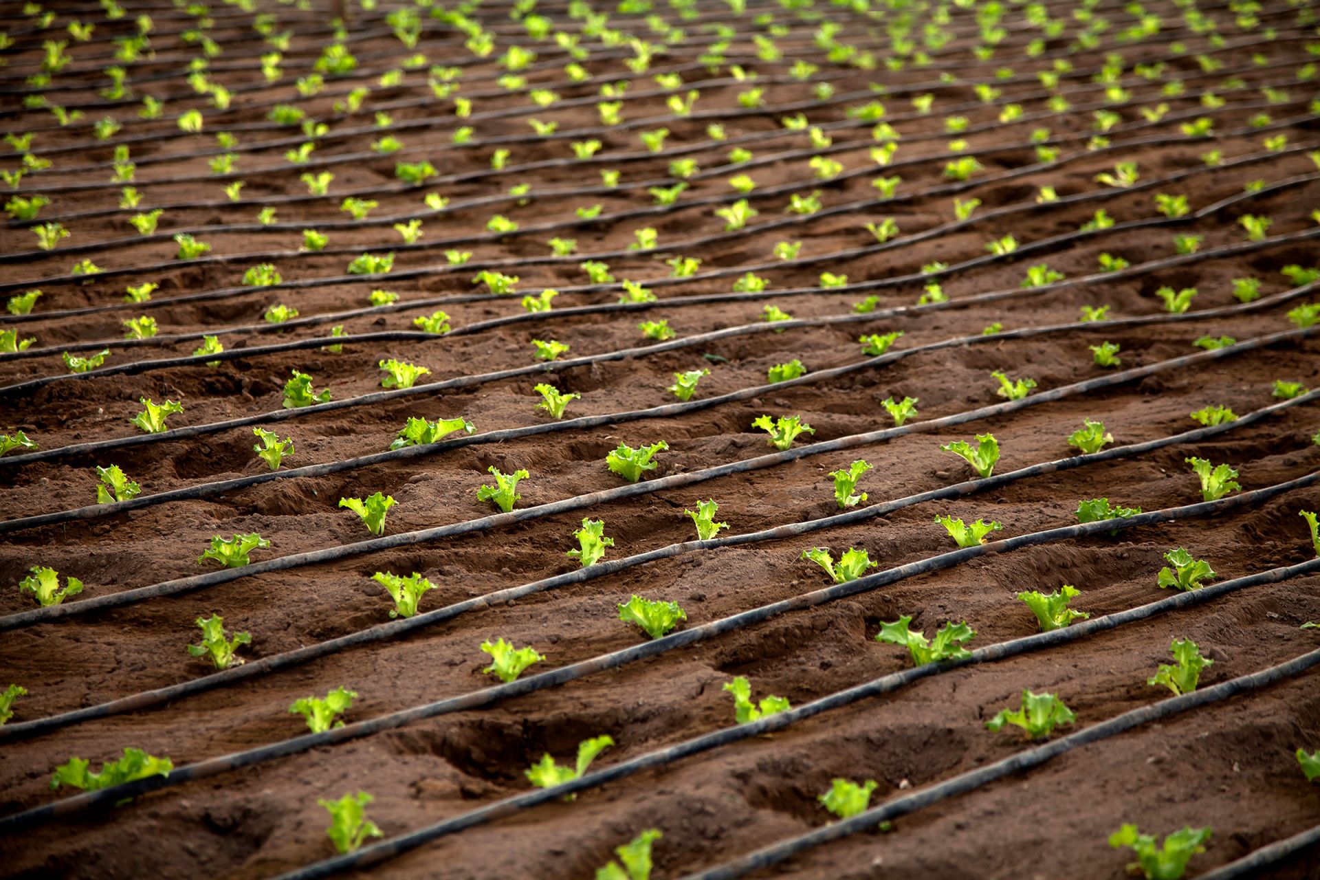 Adritec Europe | Drip Irrigation Systems